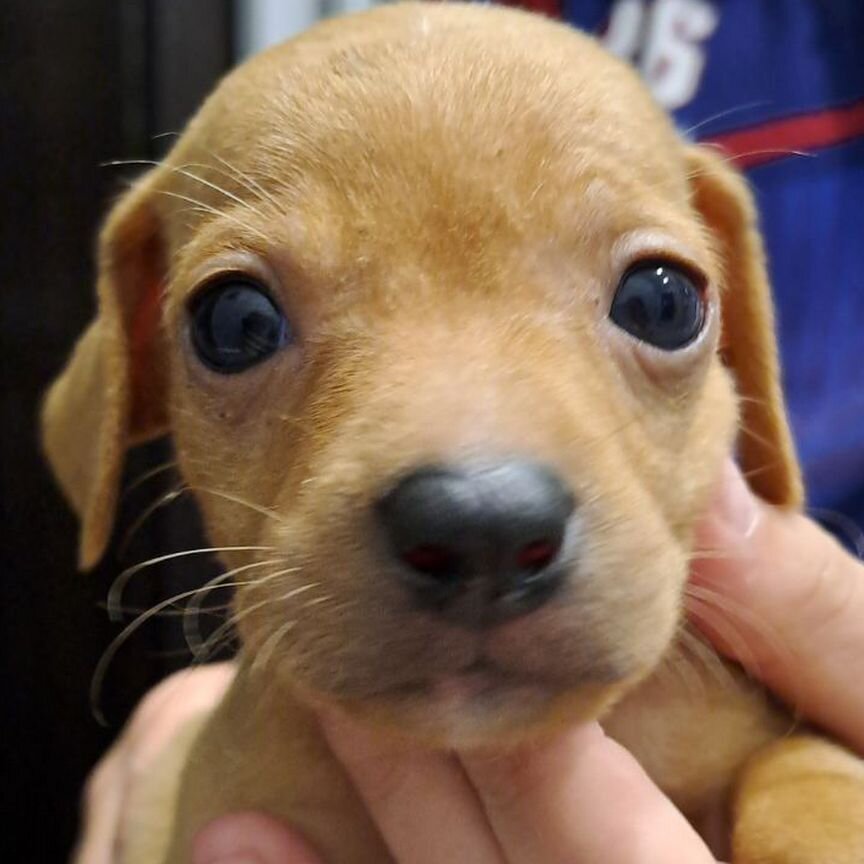 Щенки таксы