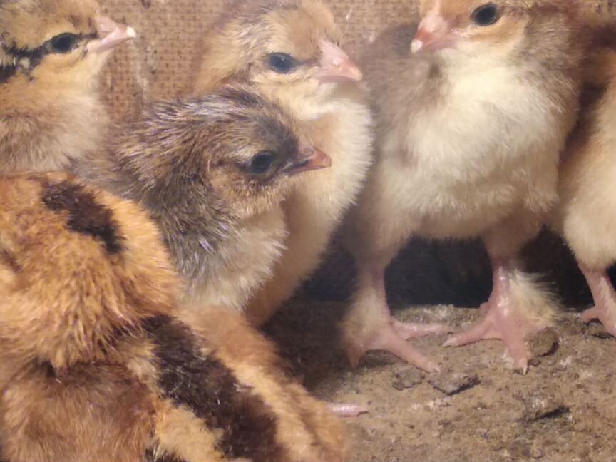 Цыплята суточные