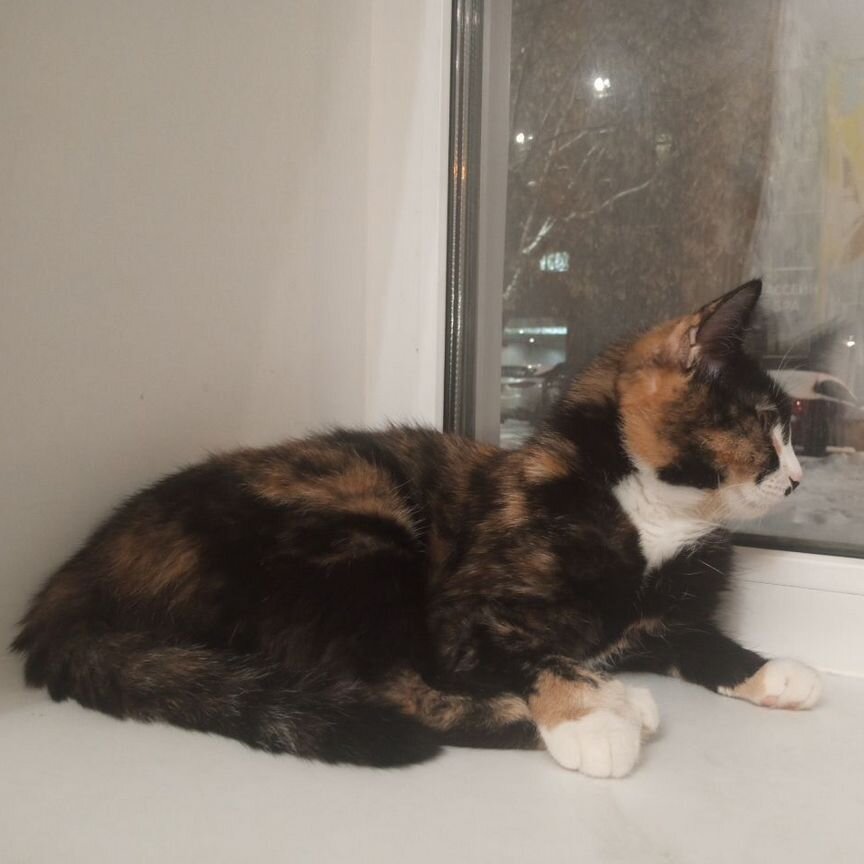 Взрослая, Девочка кошка в добрые руки