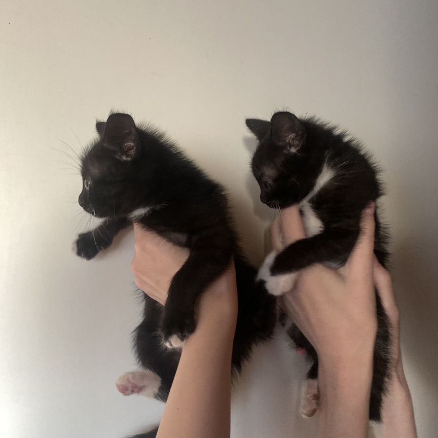 Котята