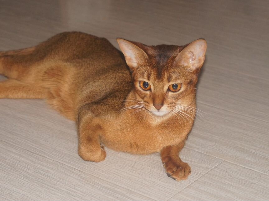 Абиссинские котята, Голубая и Дикий окрас