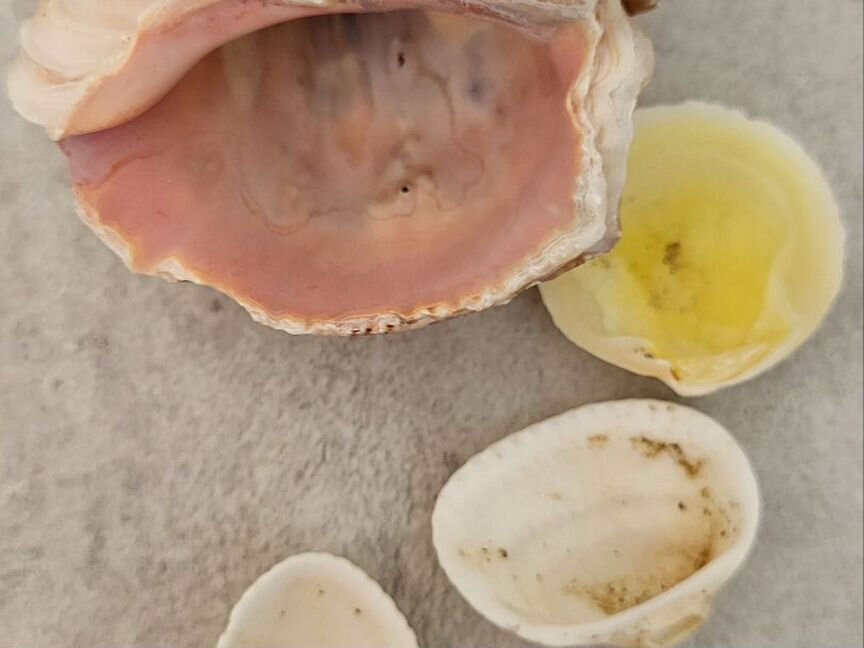 Ракушки в аквариум (с моря) Брак
