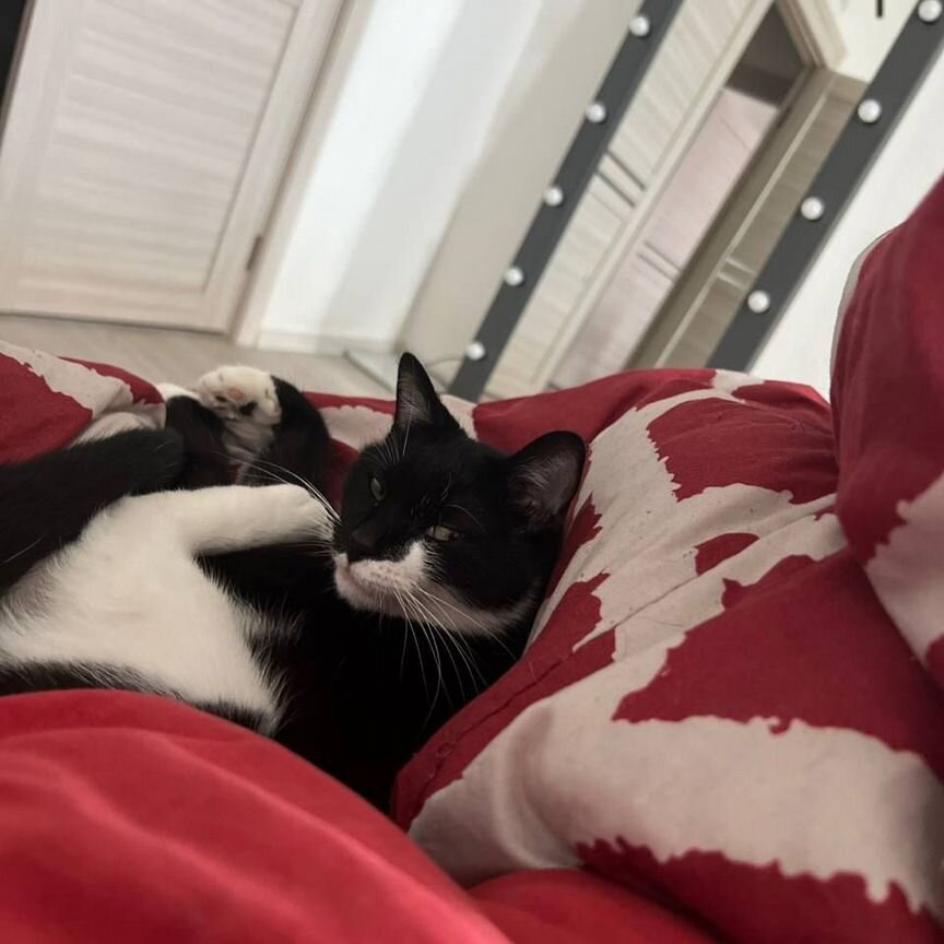 Кошка кличка Мара