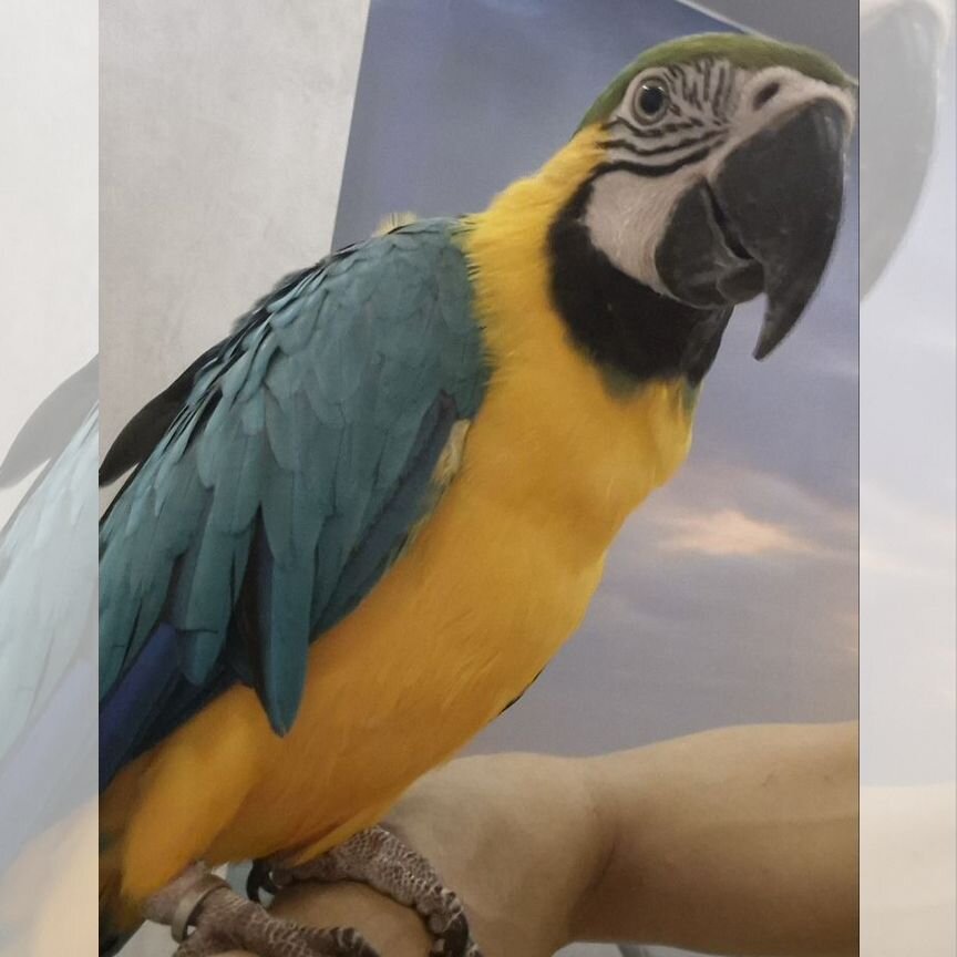 Ручной говорящий попугай