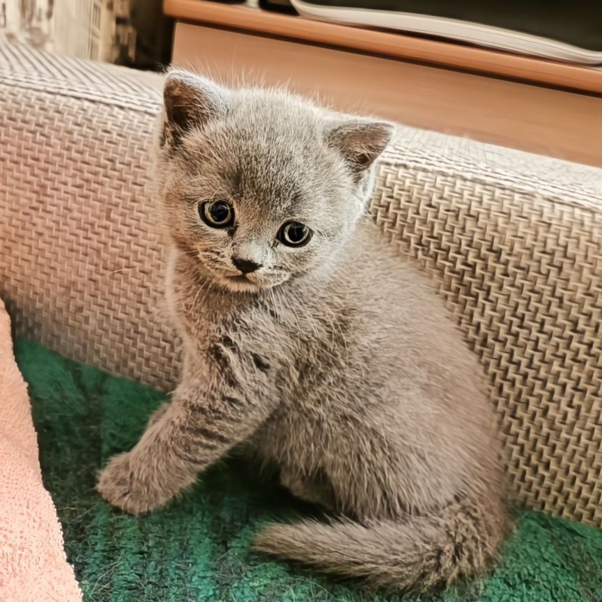 Британский короткошёрстный котёнок