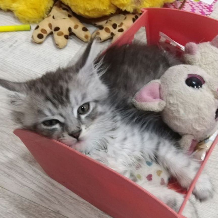 Мейн-кун котёнок