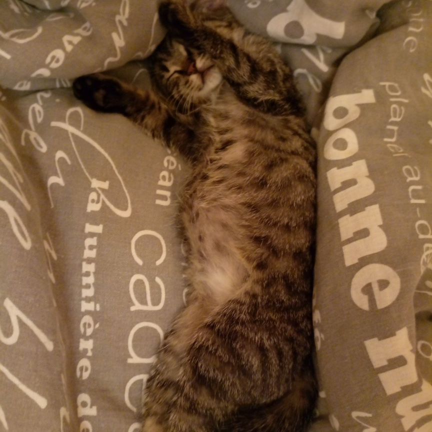 Кошка в дар бесплатно