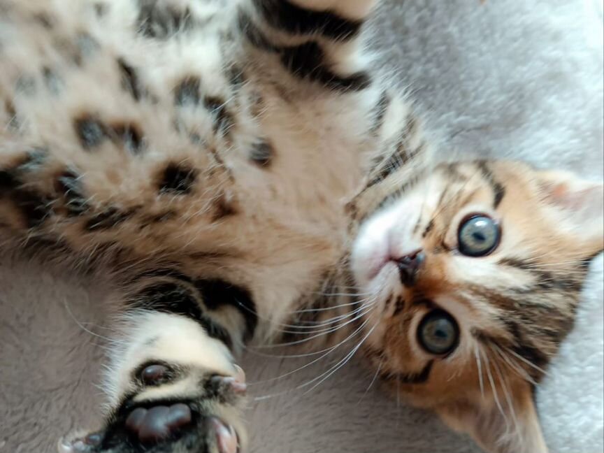 Шотландский котенок