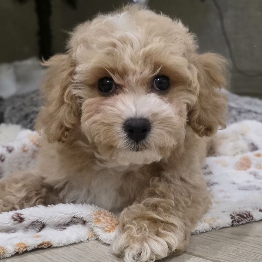 Мальтипу, щенок