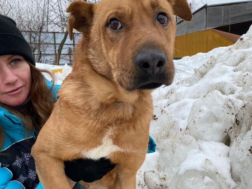 Собаке очень нужна семья