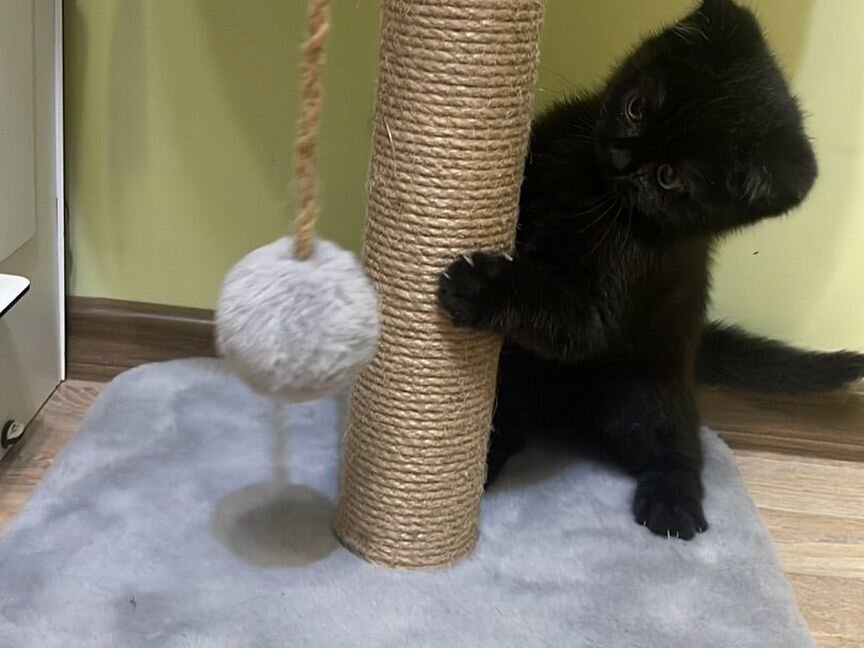 Котенок шоколадный шотландец