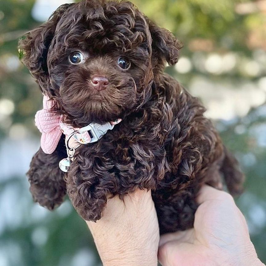 Мальтипу, щенок