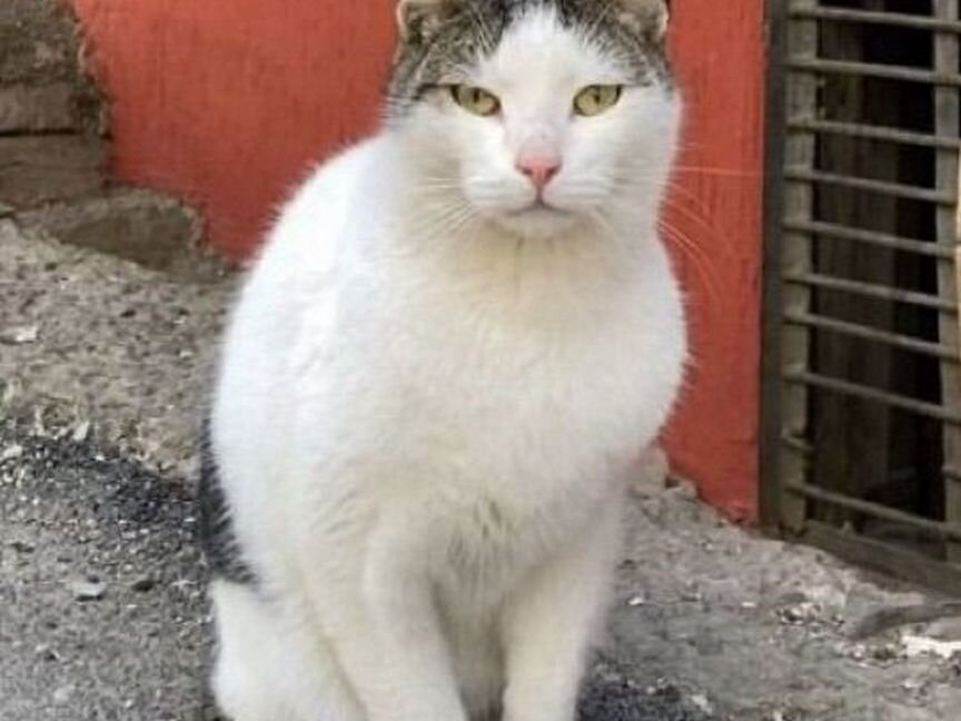Кот