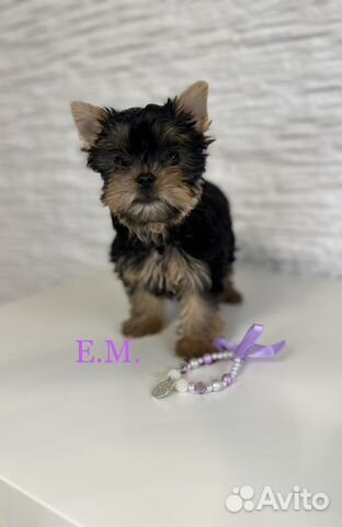 Йоркширский терьер mini беби фейс