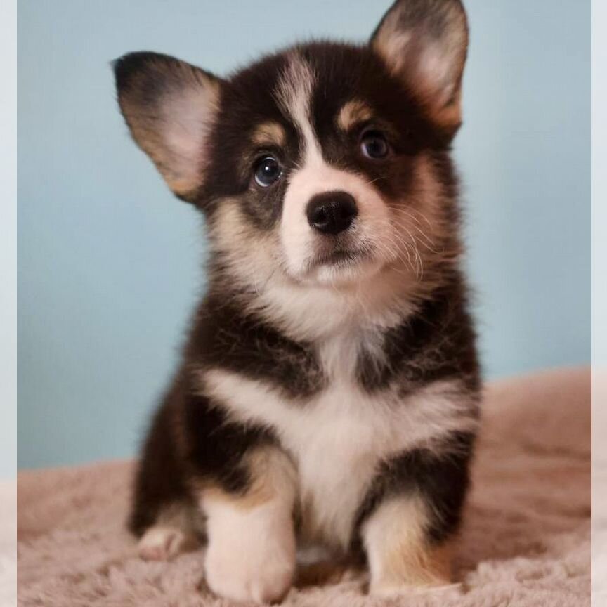 Вельш Корги Пемброк, щенок