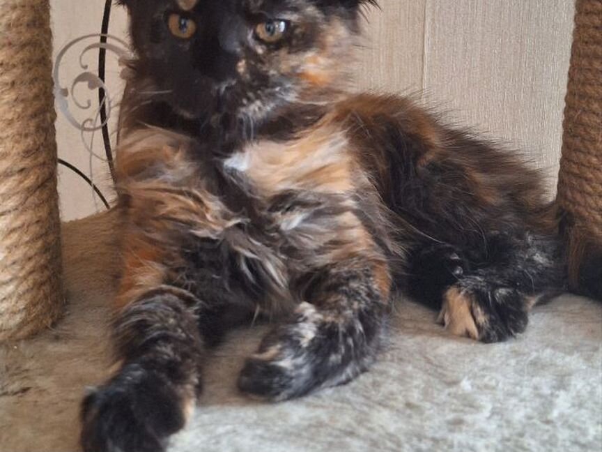 Котята мейн-кун
