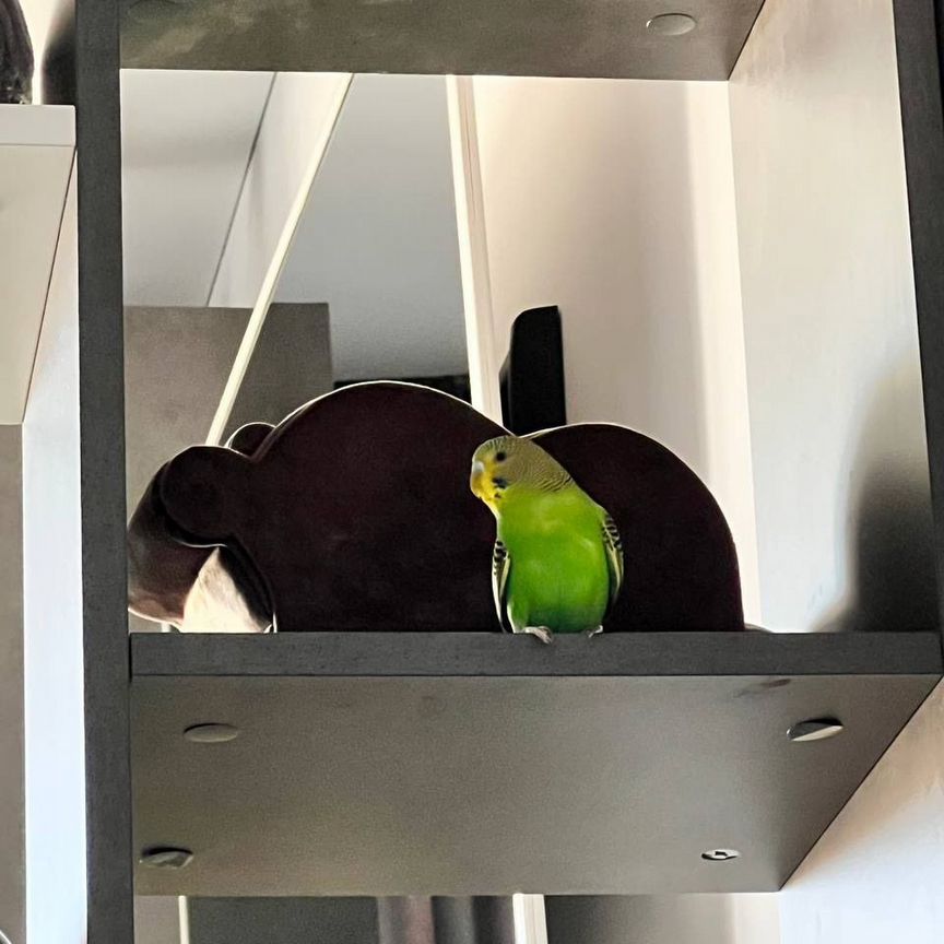 Волнистый попугай