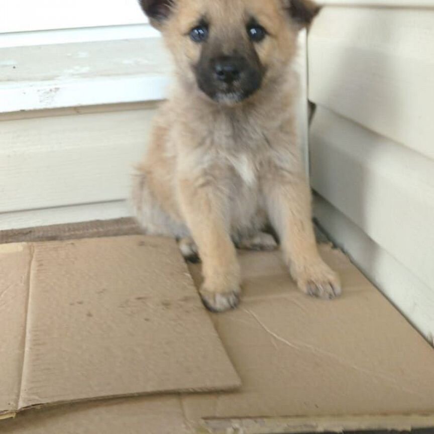 Щенки в хорошие руки, бесплатно