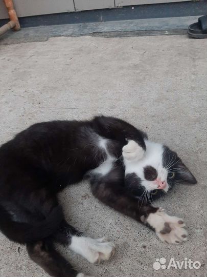 Классный котенок в шлеме в добрые руки