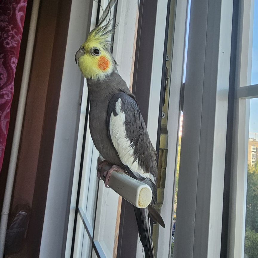 Попугай корелла мальчик