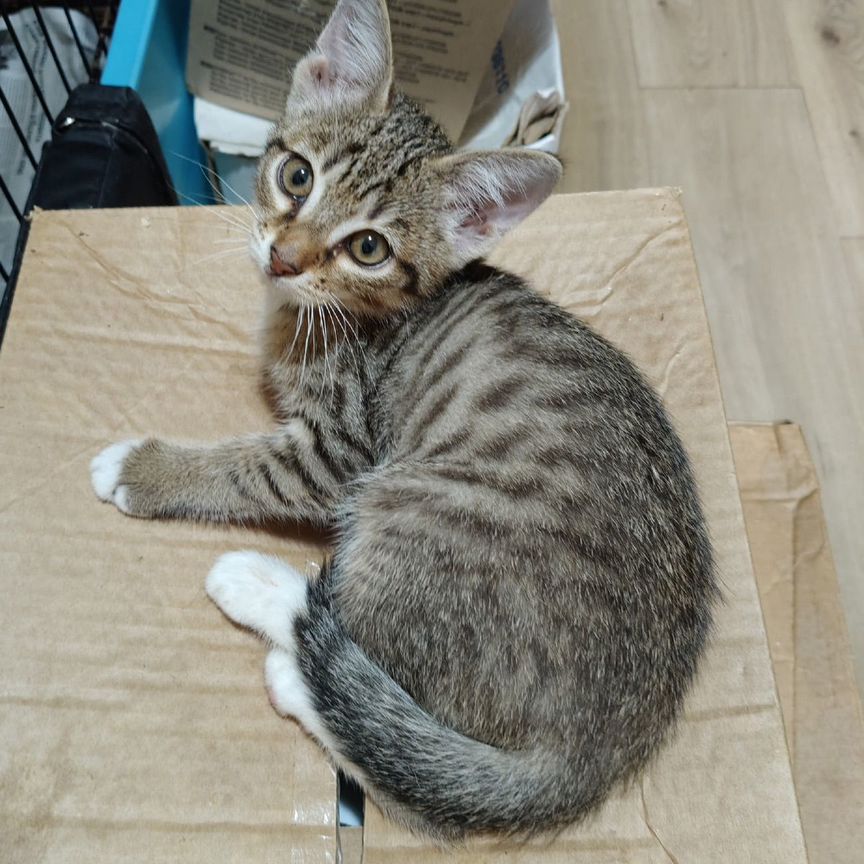 Котёнок в добрые руки