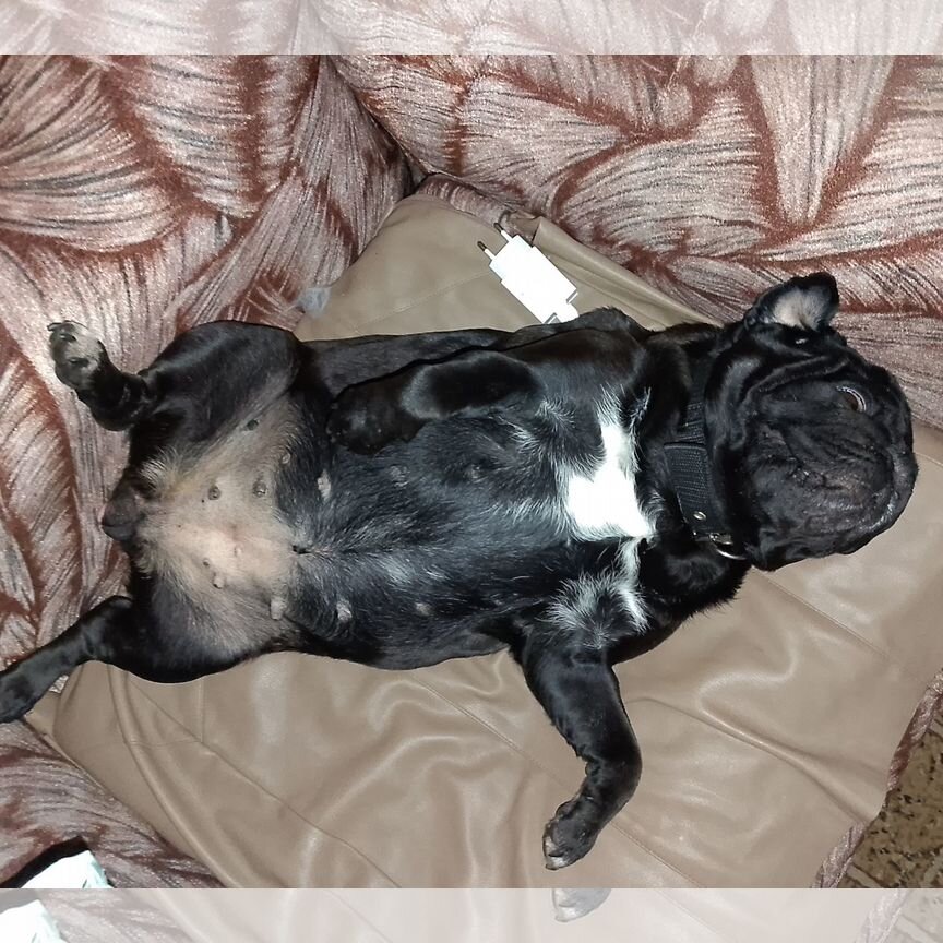 Мопс, взрослая собака