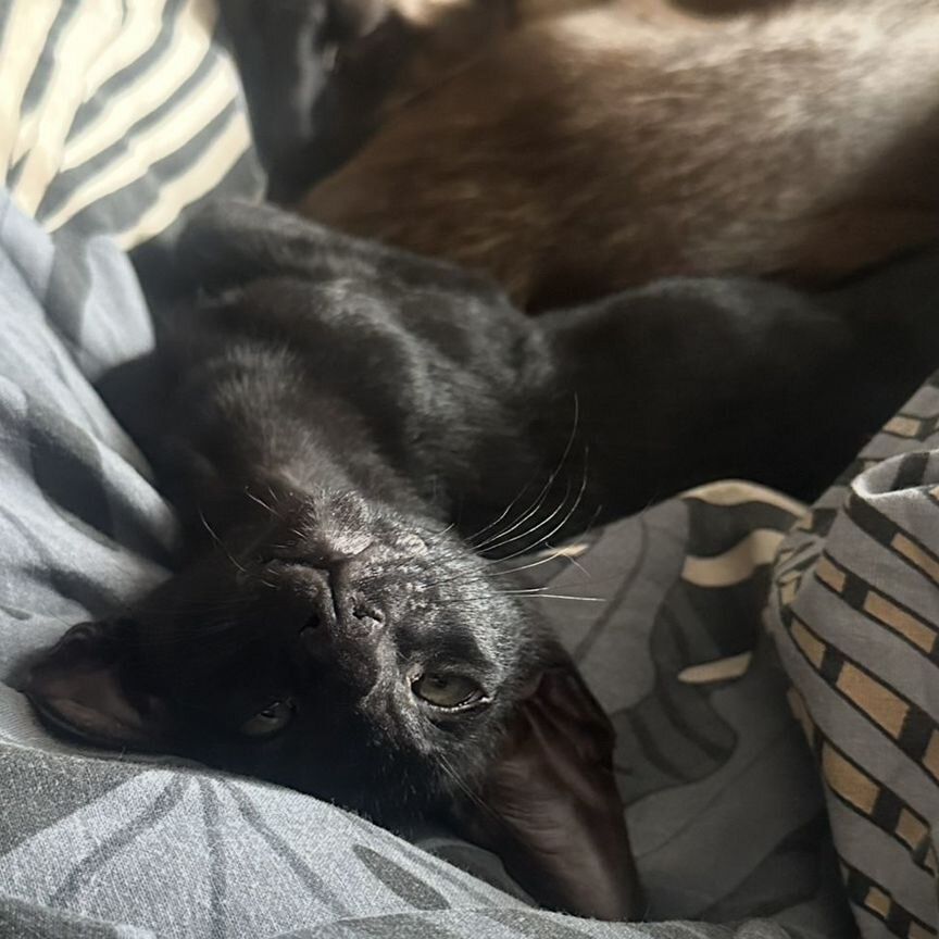 Ориентальный котёнок