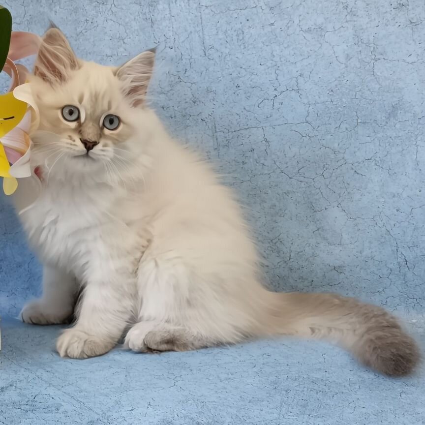 Невский маскарадный котёнок