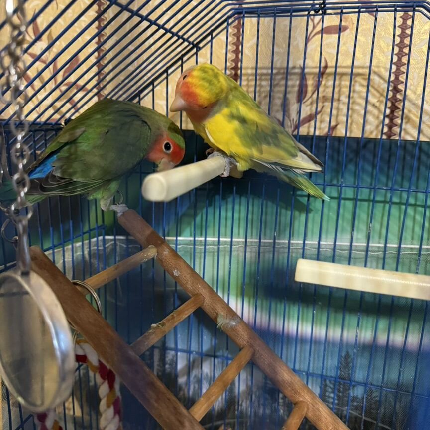 Попугай неразлучники с клеткой