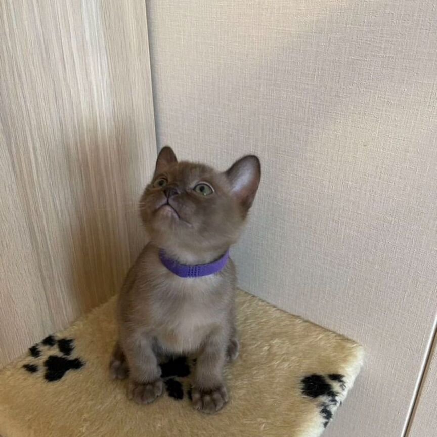 Бурманские котята