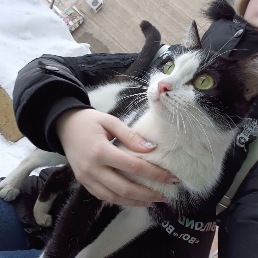 Кот/кошка в добрые руки