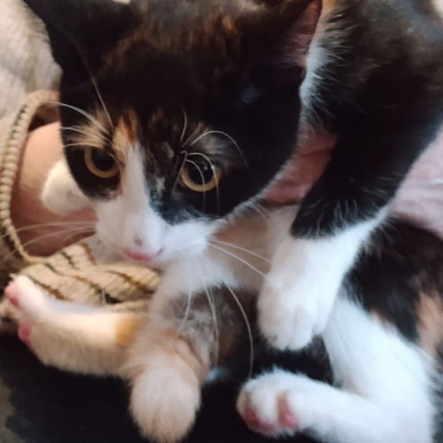 Кошка 8 месяцев