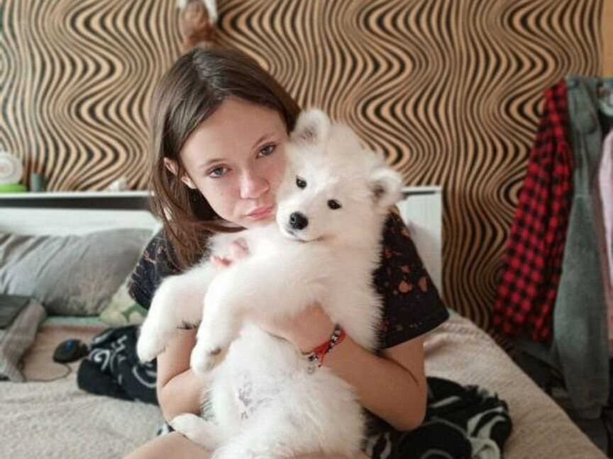 Щенки самоеда