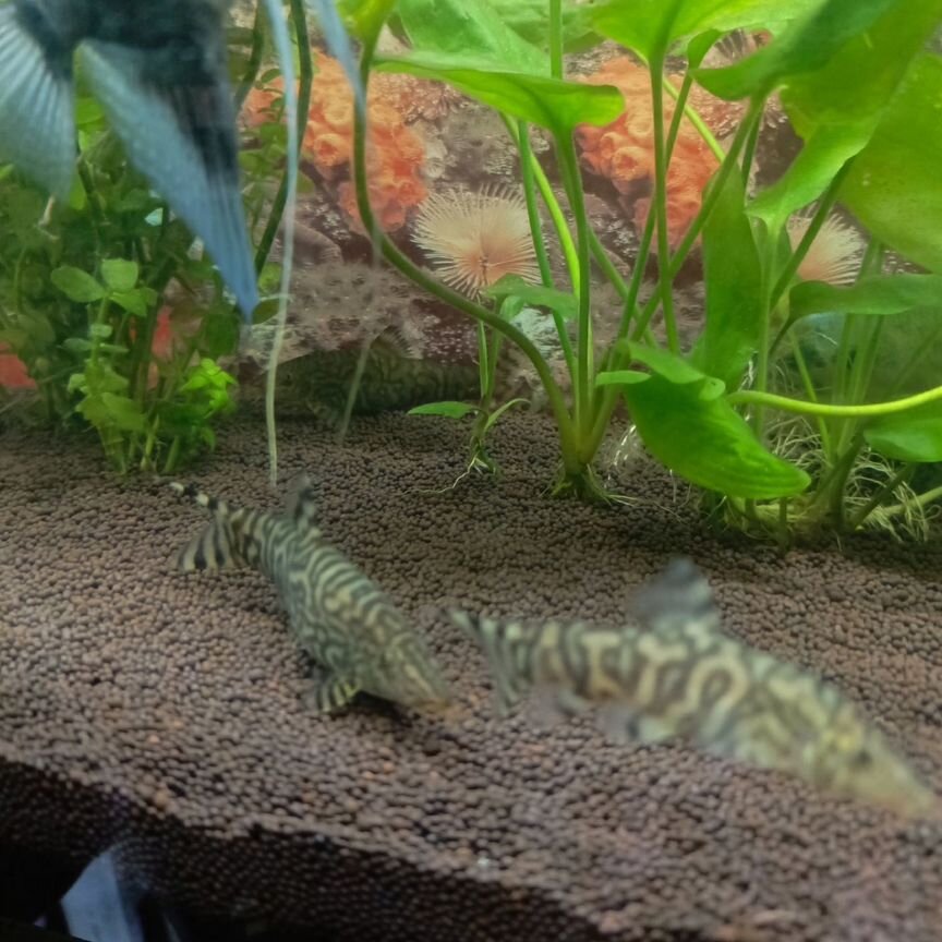 Аквариумные рыбки