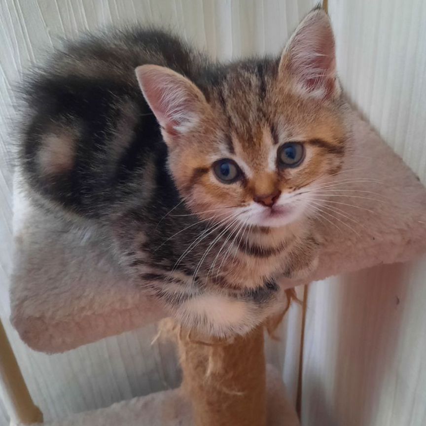 Кошечка шотландская