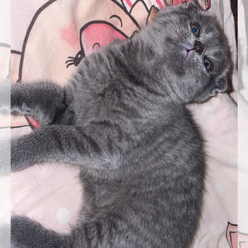 Шотландский вислоухий короткошёрстный котёнок