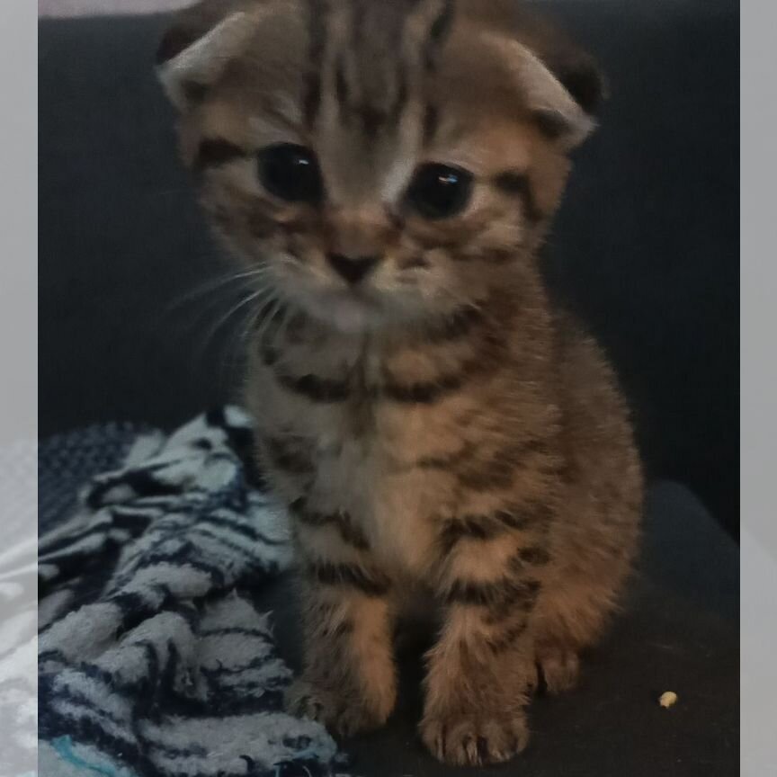Шотландский вислоухий короткошёрстный котёнок