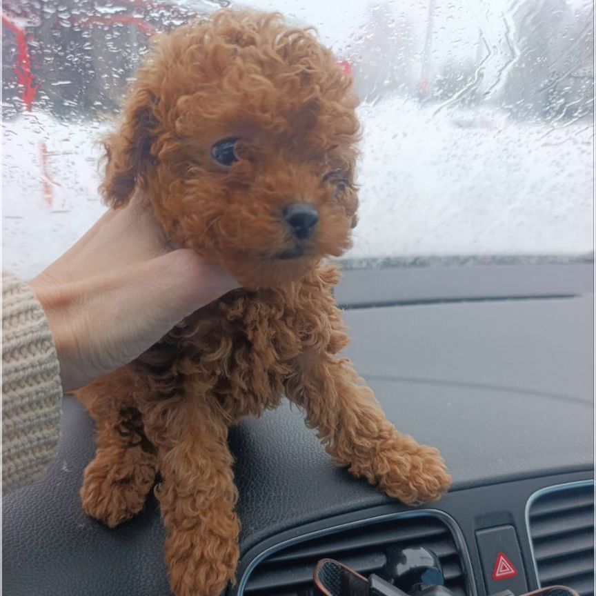 Той-пудель, щенок