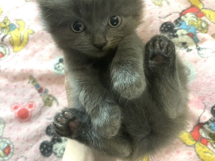 Котята