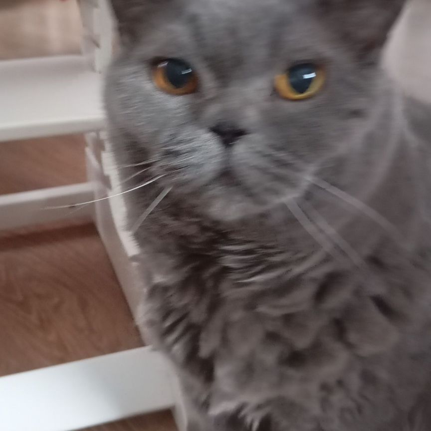 Британская короткошёрстная, взрослая кошка