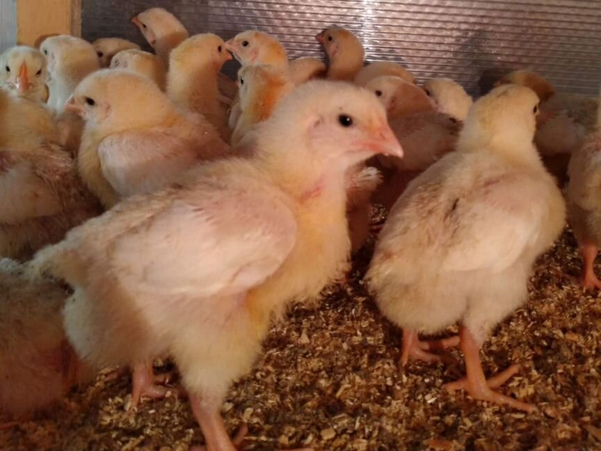 Бройлер кооб 500 17 дней