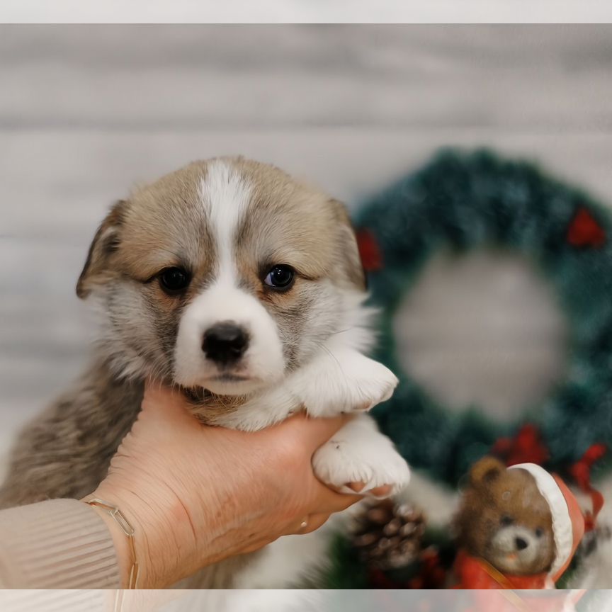 Вельш Корги Пемброк, щенок