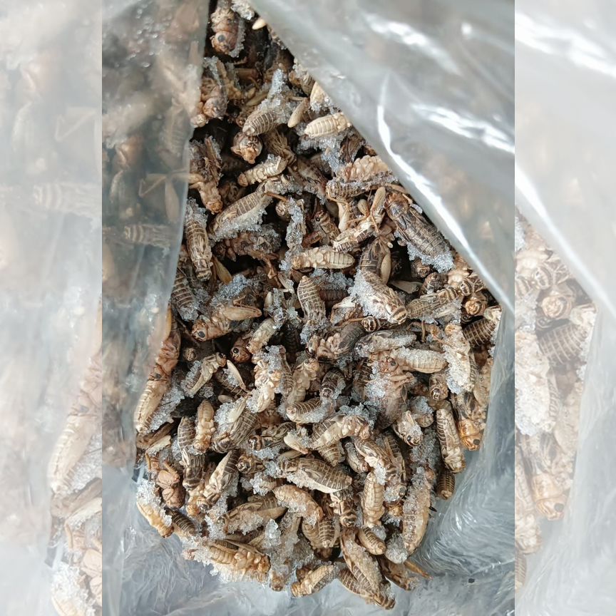 Продам сверчек банановый, крупный заморозка