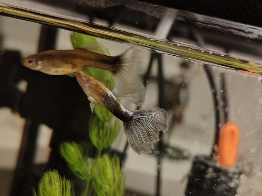 Мальки гуппи