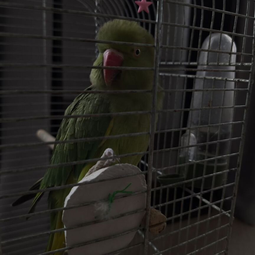 Ожереловый попугай самка