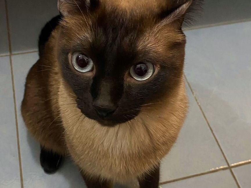 Тайский кот в добрые руки