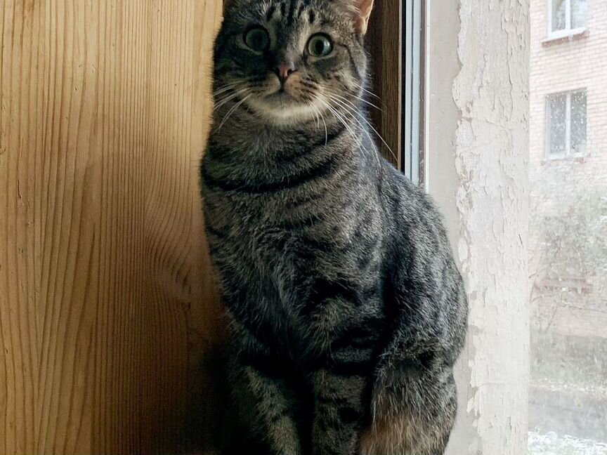 Кот Пунш, 1 год