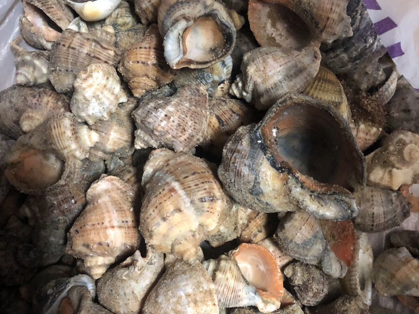 Ракушка рапан