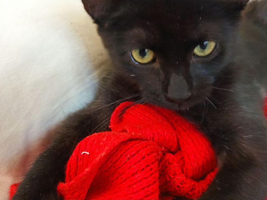 Малышу (котик 3 месяца) нужен дом