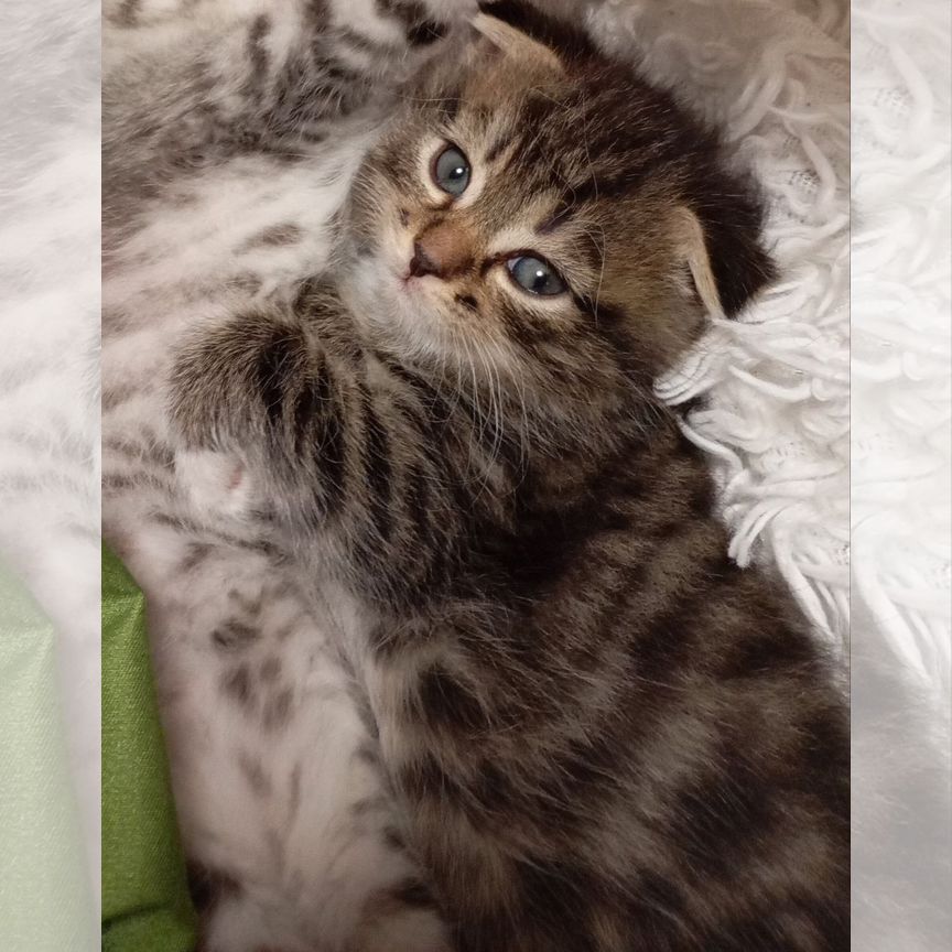 Шотландский вислоухий длинношёрстный котёнок